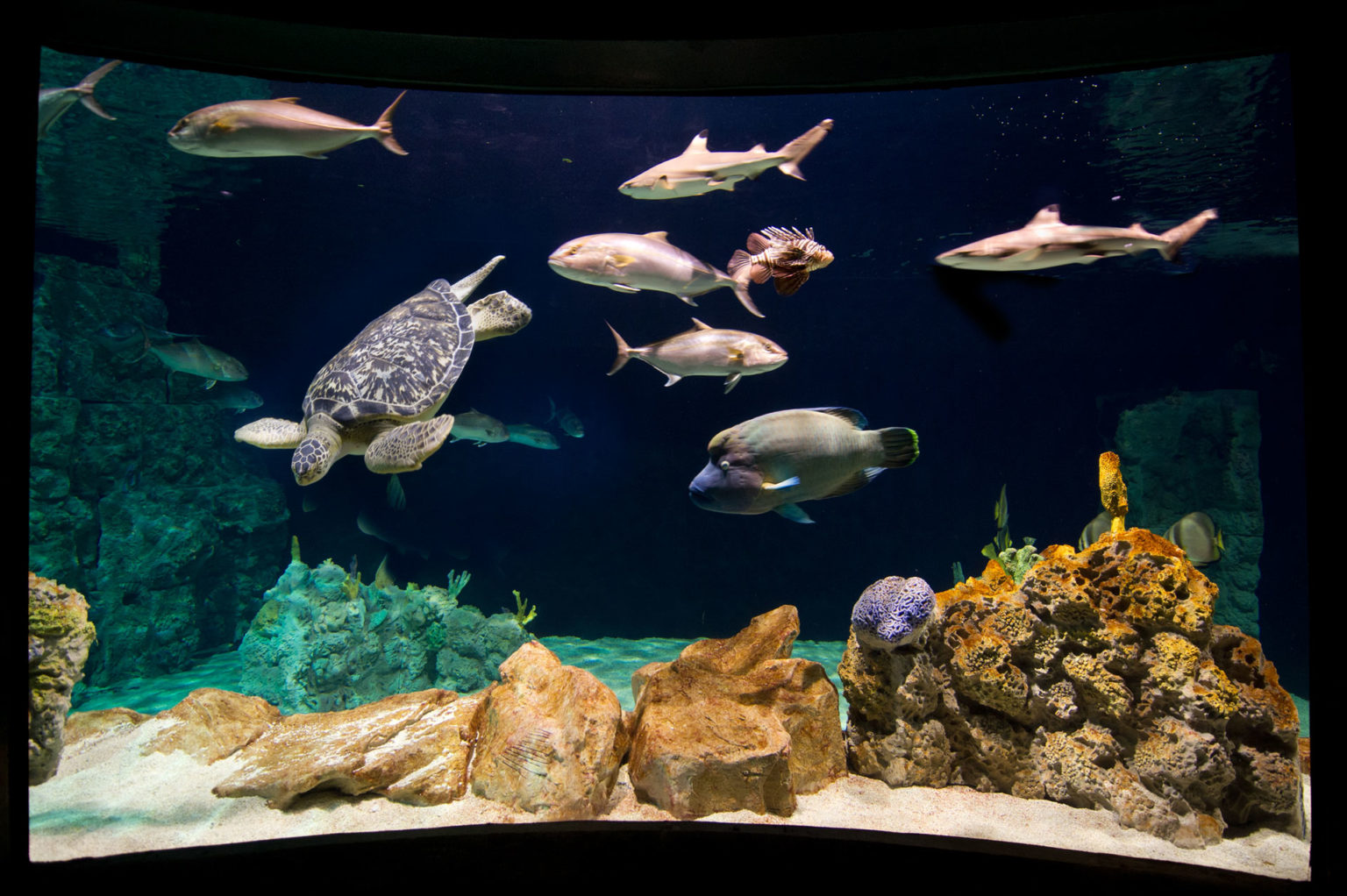 Pool Windows Pty Ltd - Stunning Acrylic pool windows and Panels to make ...